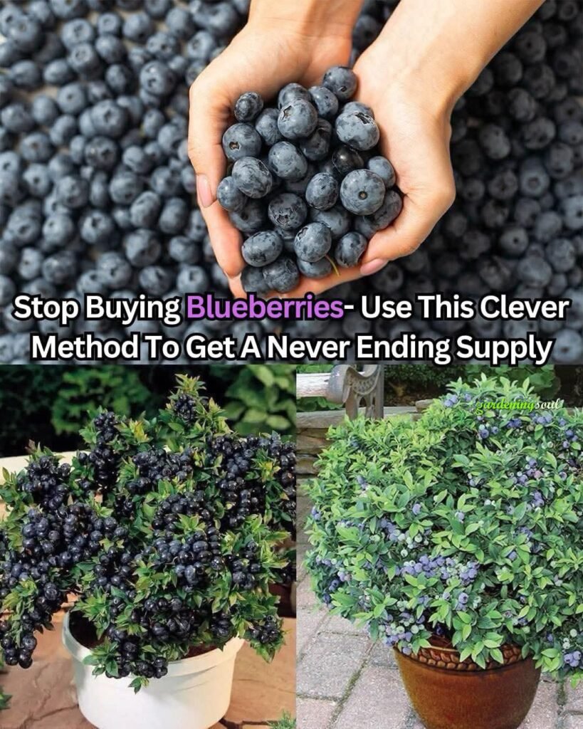 How To Grow Buckets Full Of Blueberries No Matter Where You Live – Echo ...