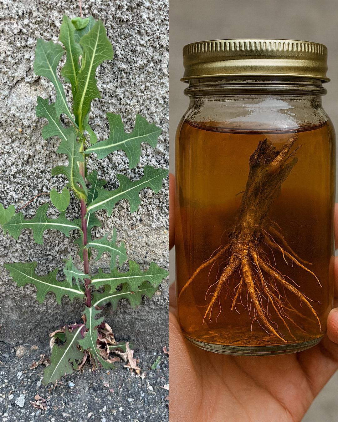 The Hidden Power of Lactuca serriola Root (Prickly Lettuce Root) – Echo ...
