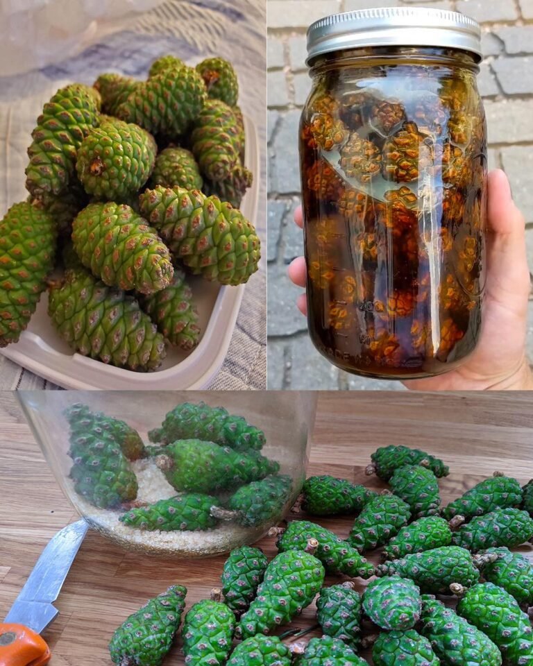 Pine Cone Syrup: A Newbie-Friendly Guide (Benefits, How to Make It, and ...